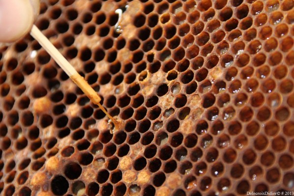 Loque-américaine – Butine.info