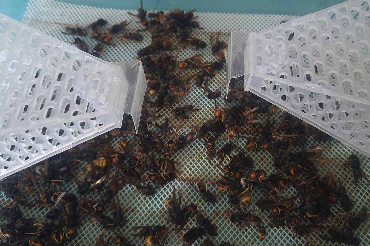Frelon asiatique: les actions du CRA-W pour ce printemps – Butine.info